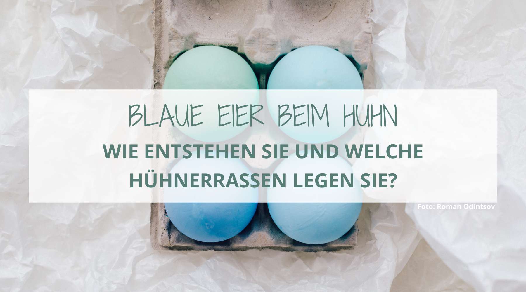 Blaue Eier beim Huhn: Wie entstehen sie und welche Hühnerrassen legen ...