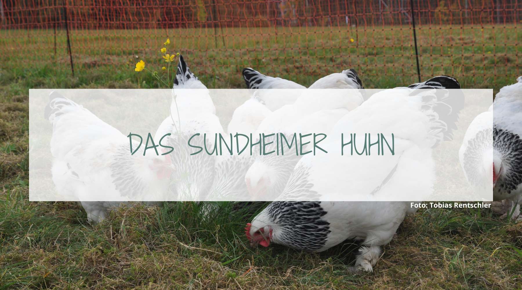 Das Sundheimer Huhn – Anfängerfreundlich und liebenswert – Dein-Gartenhuhn